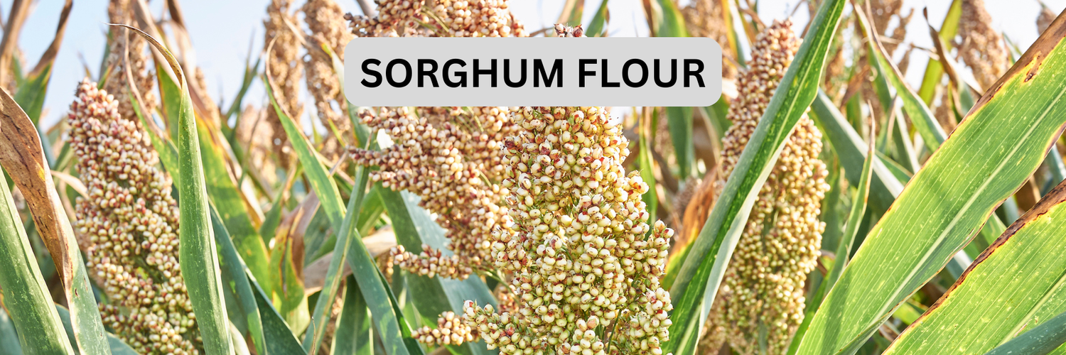 Sorghum Flour: A Comprehensive Guide to Its Benefits, Uses, and Nutrit ...